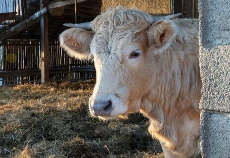 Most Common Diseases in Cows With Symptoms and Treatment