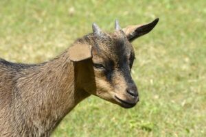 Most Common Diseases in Goats - Symptoms & Treatment