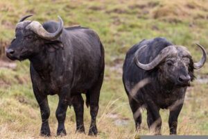 Most Common Diseases in Buffaloes With Symptoms & Treatment
