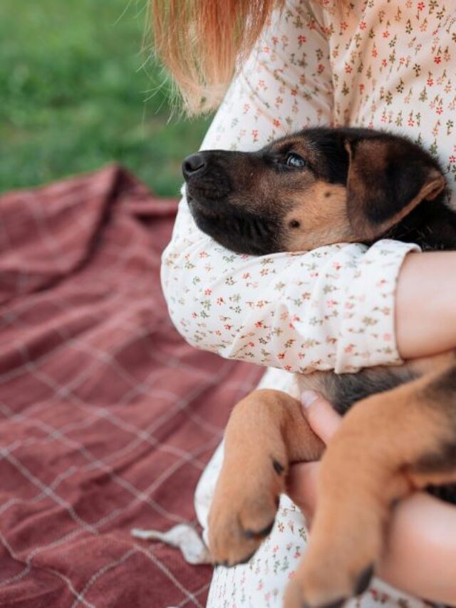 What are the benefits of getting a dog as a pet?