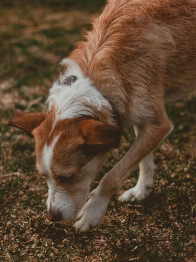 Can Dogs Smell Cancer?